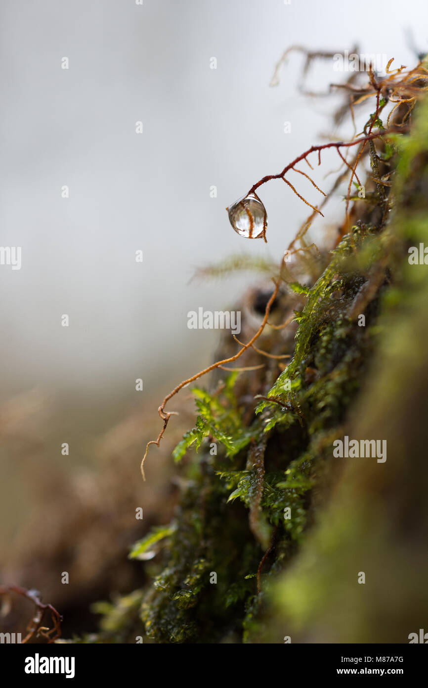 Hanging onto life hi-res stock photography and images - Alamy