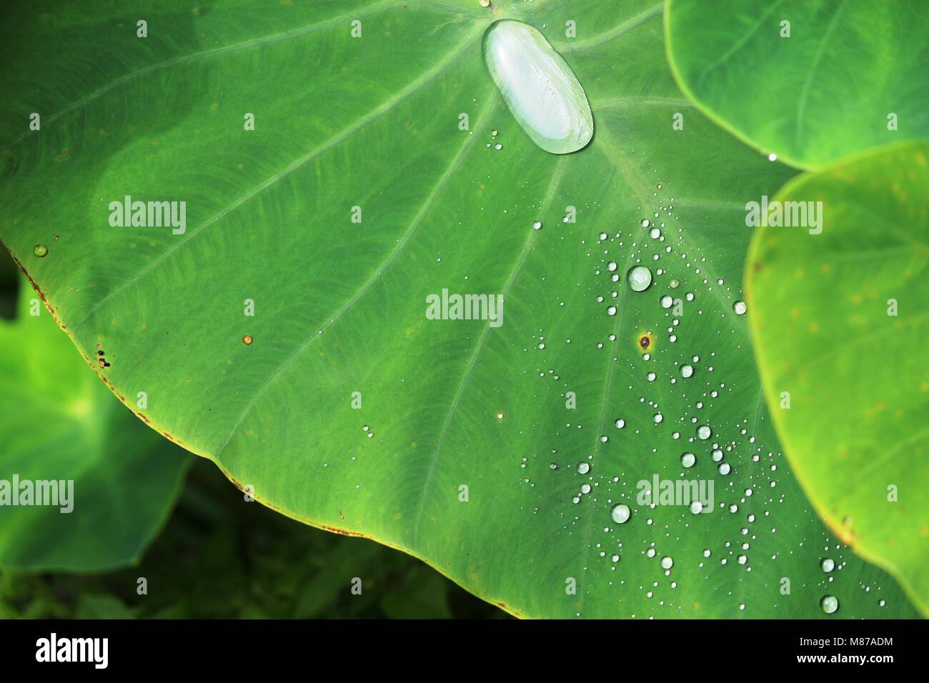 As fresh as morning dew distill'd on flowers. Every dew-drop and rain ...