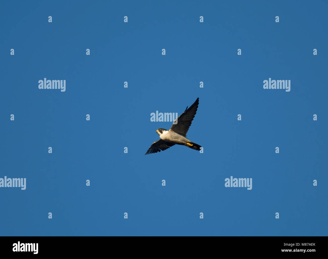 Peregrine falcon hi-res stock photography and images - Alamy