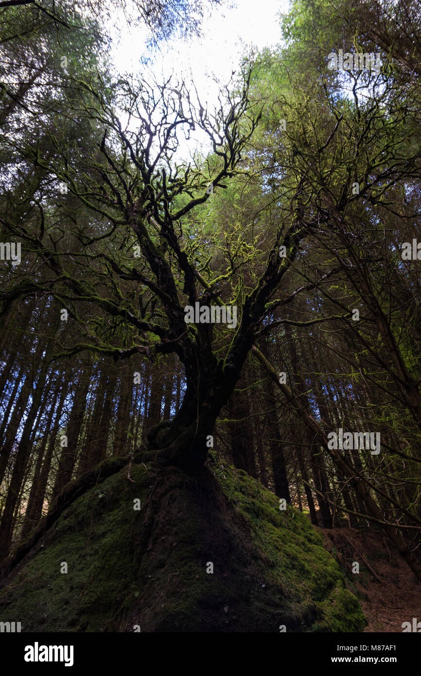 an old tree growing freom the side of a rock Stock Photo - Alamy