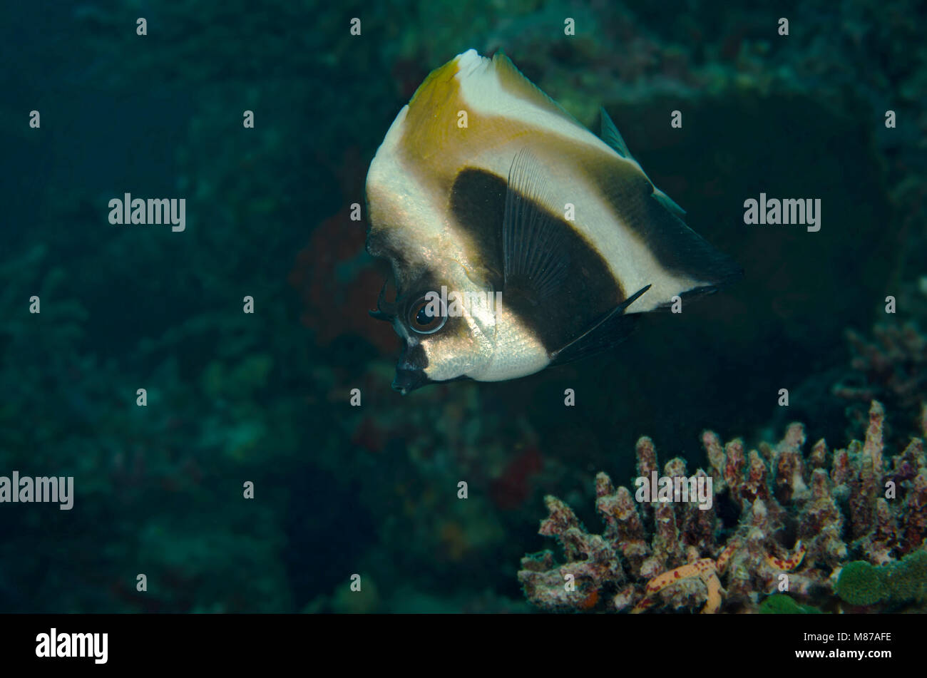Phantom Bannerfish, Heniochus Pleurotaenia, Bathala, Maldives Stock ...