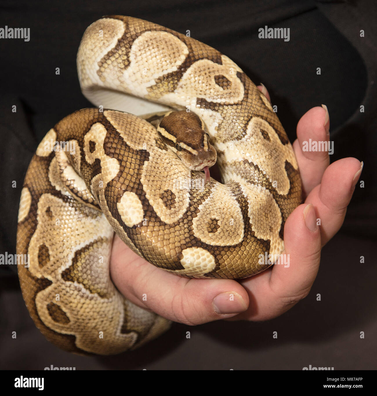 Large pet snake hi-res stock photography and images - Alamy