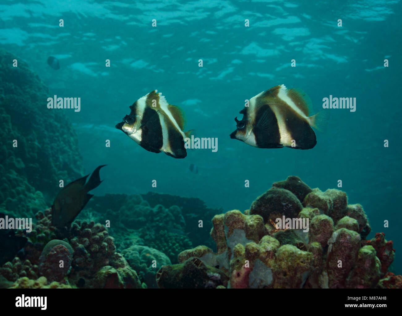 Pair of phantom bannerfish hi-res stock photography and images - Alamy