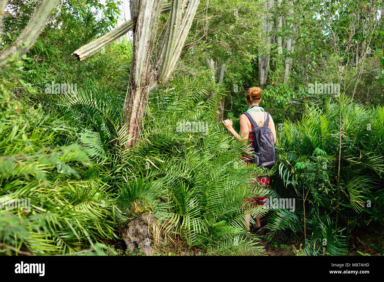 Relaxing tourist on the trekking in the jungle on Dominican Republic ...