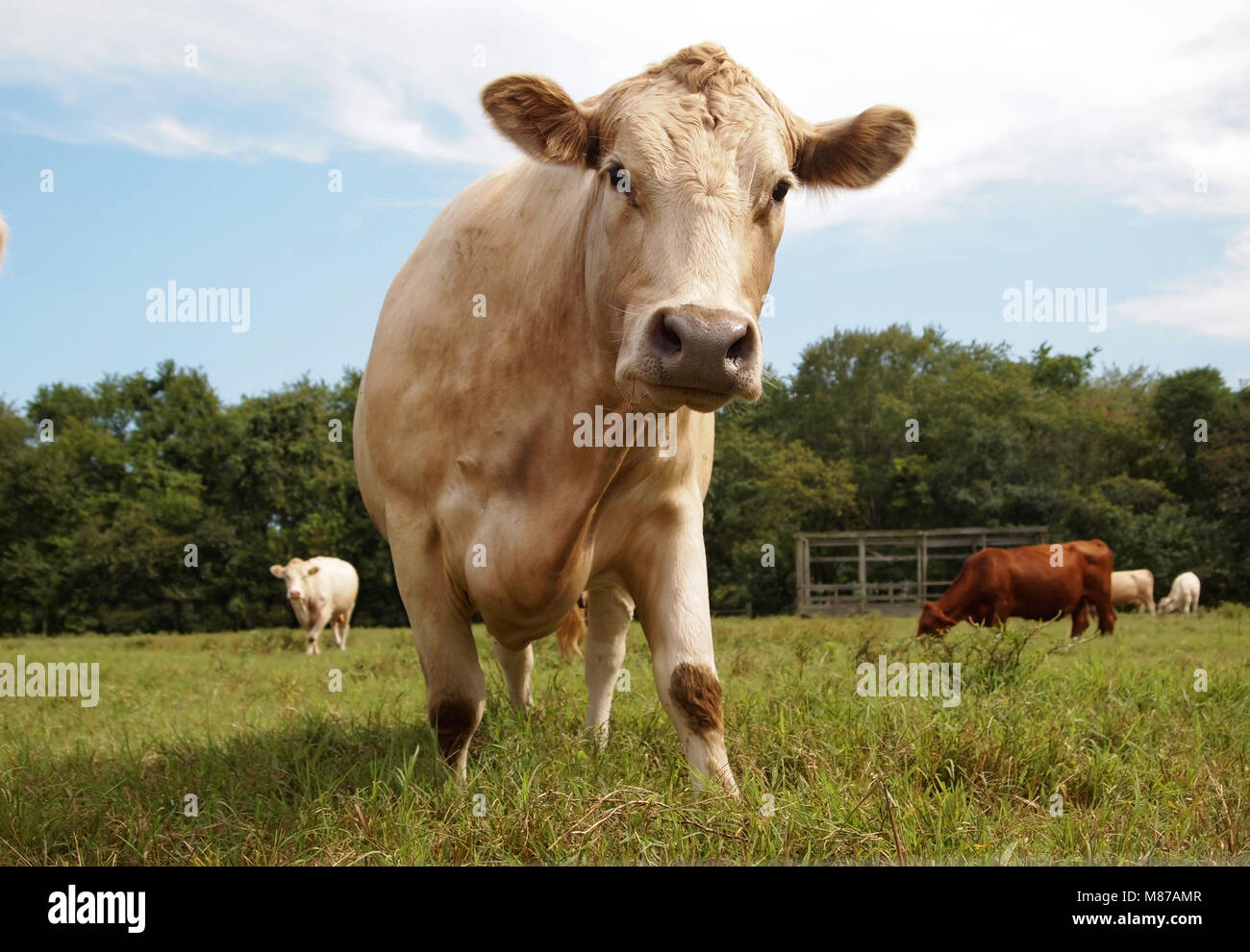 A creamy colored dairy cow walking towards you in a sunlit grassy ...