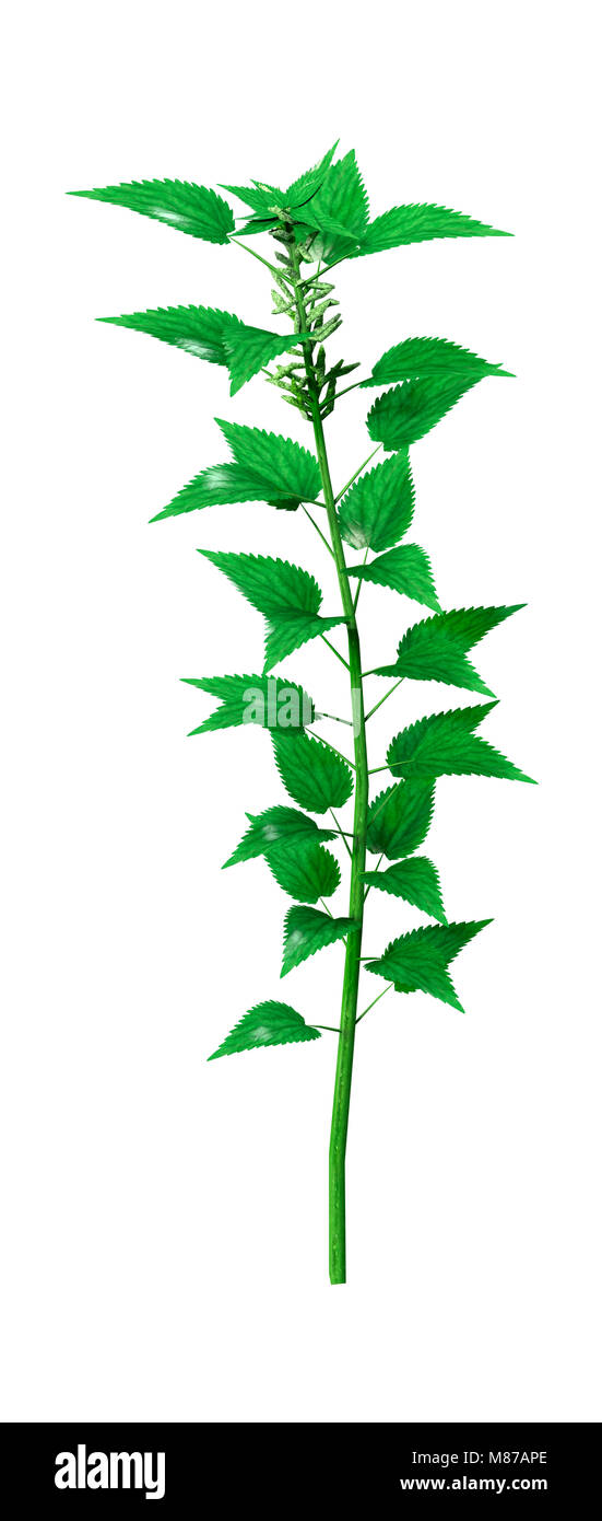 3D rendering of a single Urtica dioica, or common nettle, or stinging ...