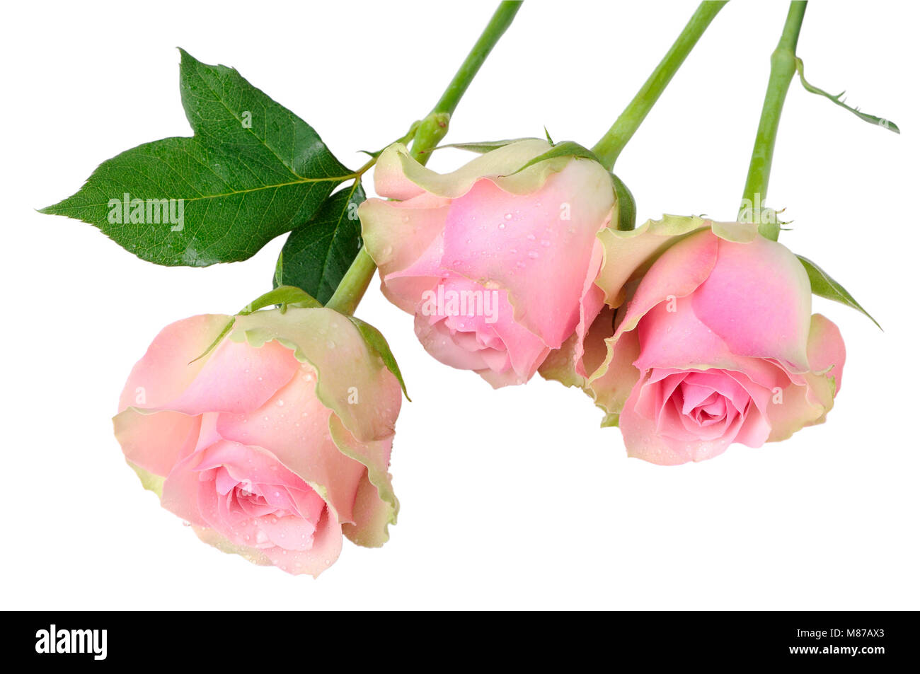 Wet pink roses hi-res stock photography and images - Alamy