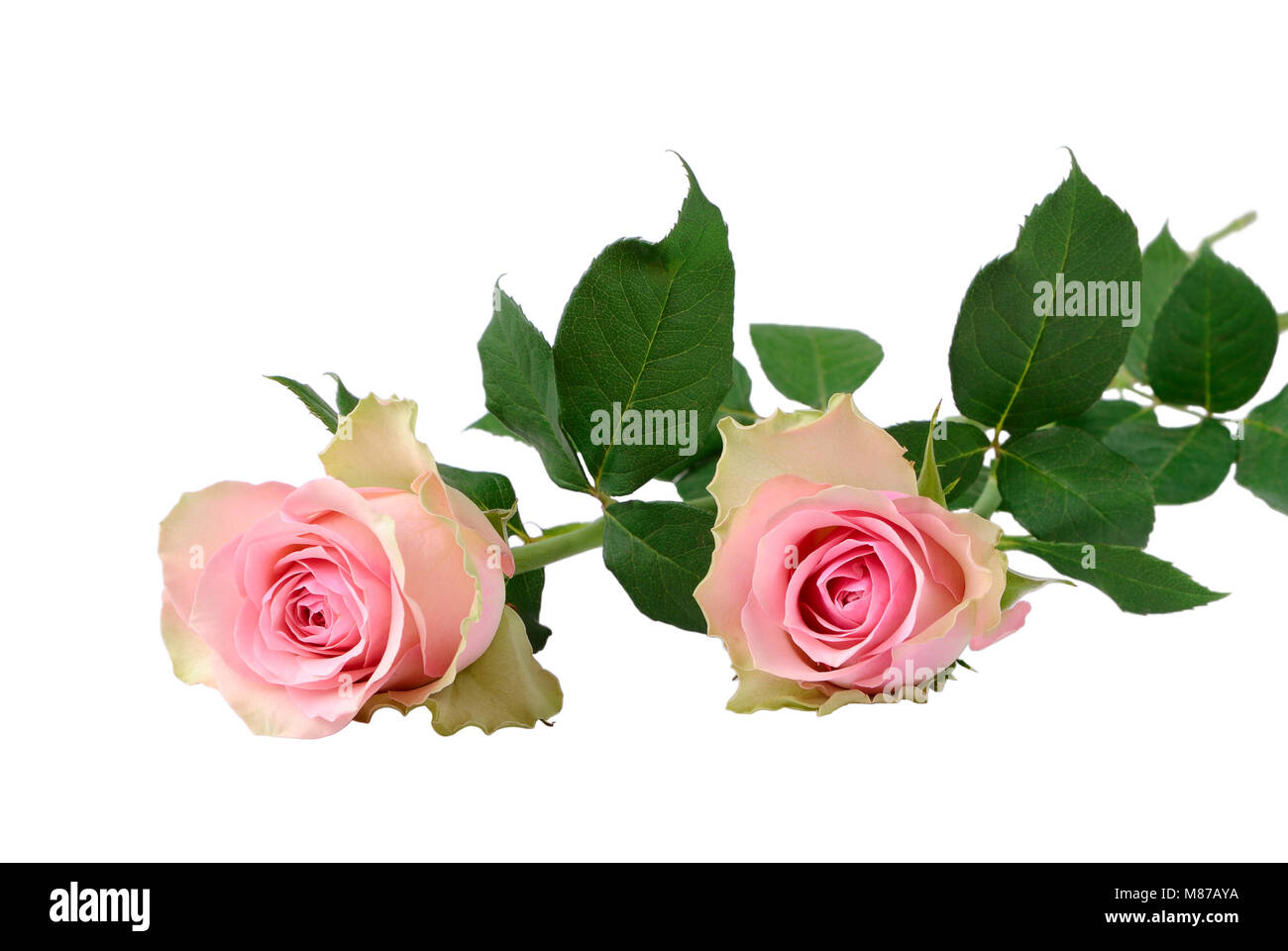 Two pink roses isolated on white Stock Photo - Alamy