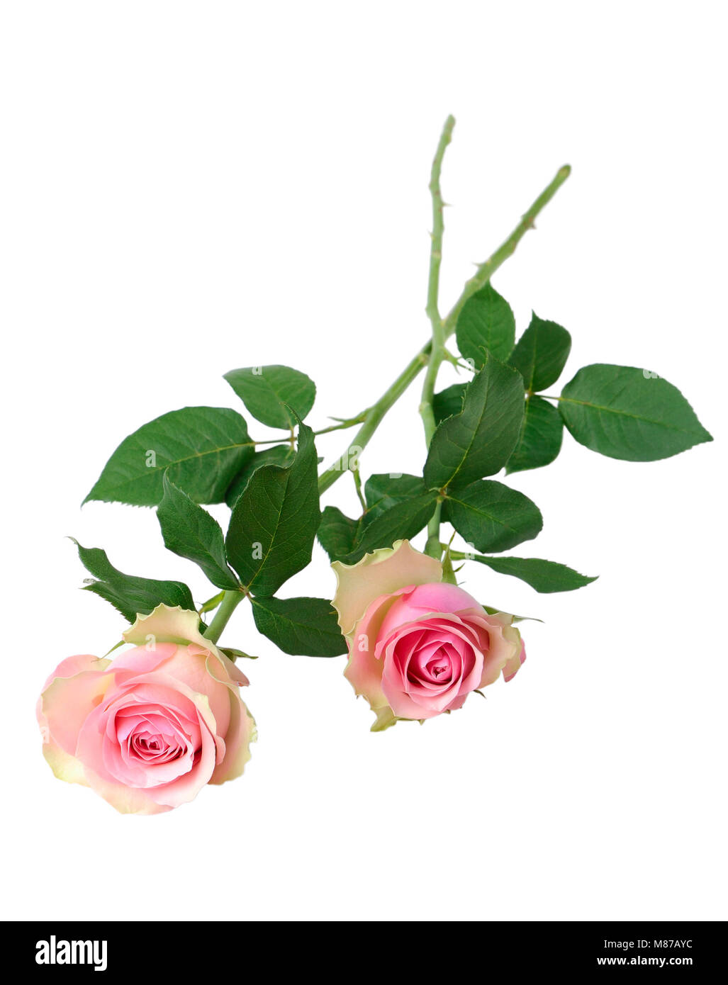 Two pink roses isolated on white Stock Photo - Alamy
