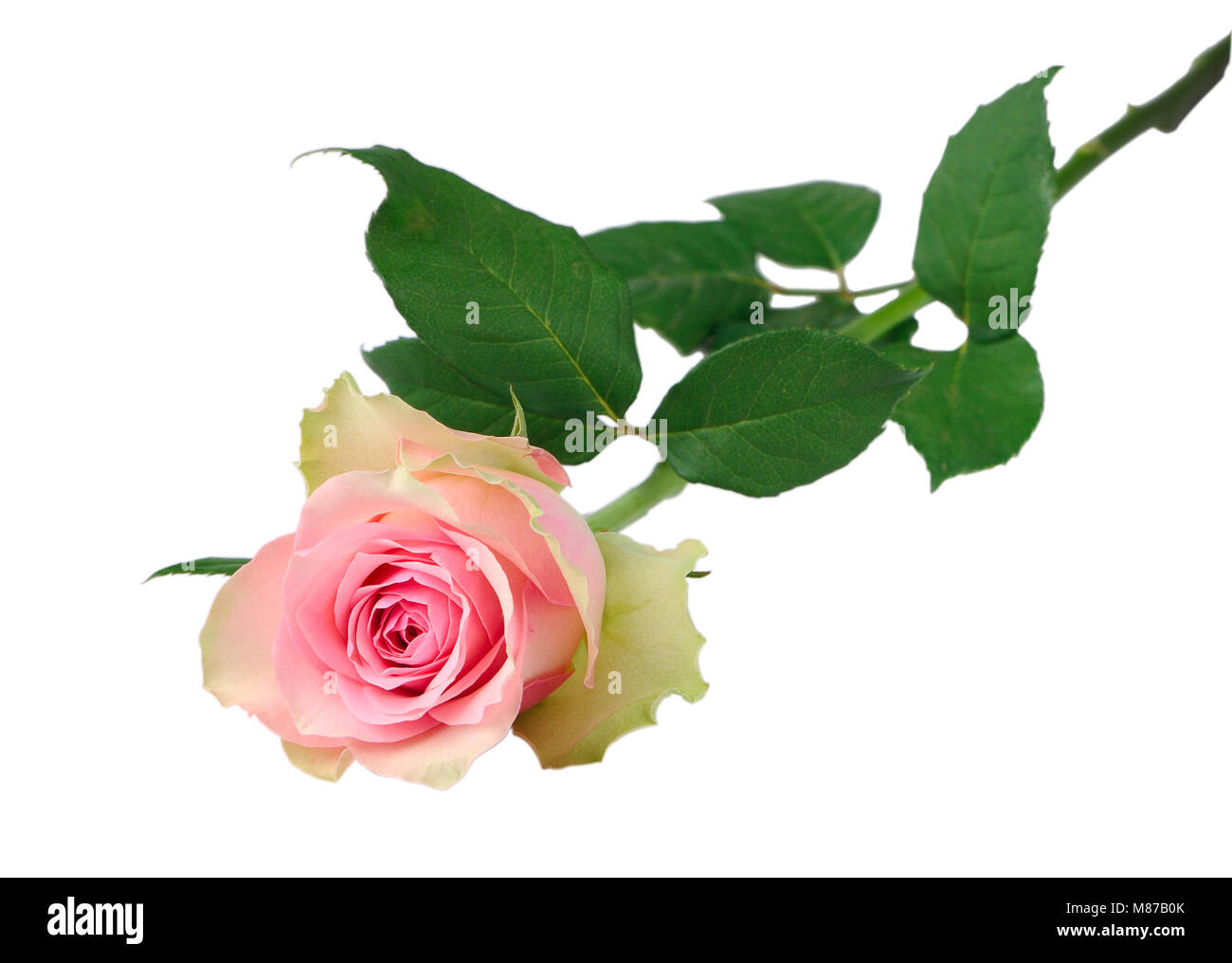 Pink rose isolated on white Stock Photo - Alamy