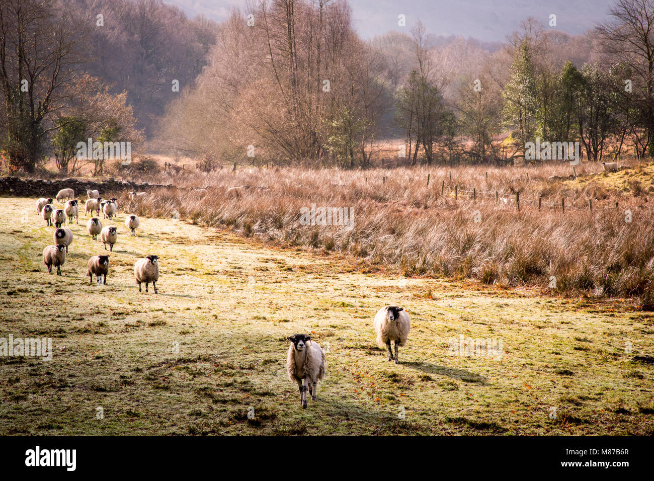 English sheep farm hi-res stock photography and images - Alamy