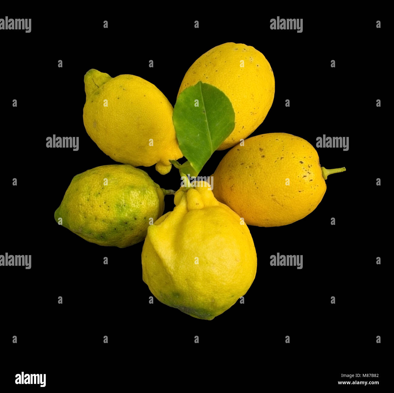 Green organic shapes hi-res stock photography and images - Alamy