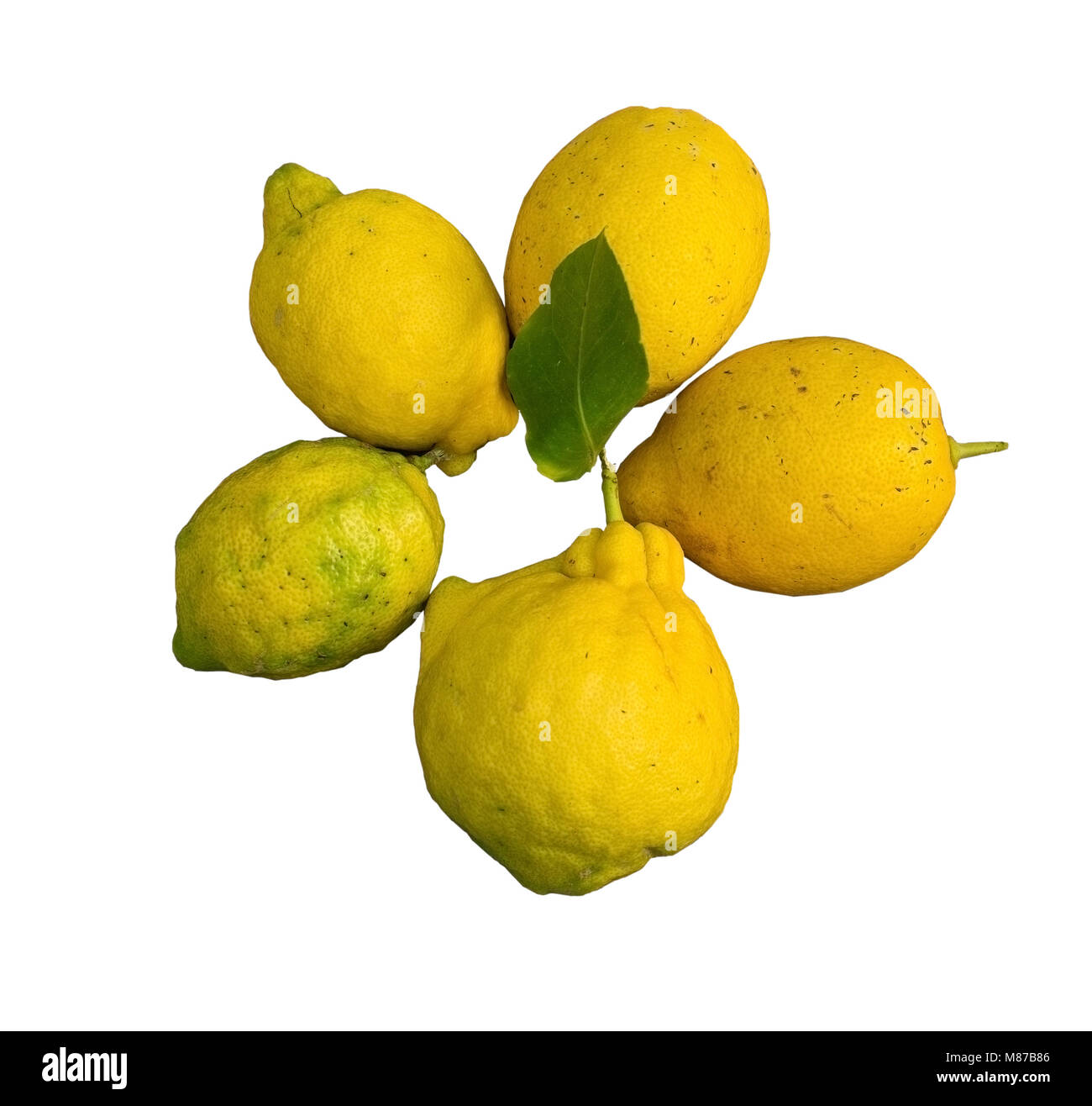 Natural organic shapes hi-res stock photography and images - Alamy