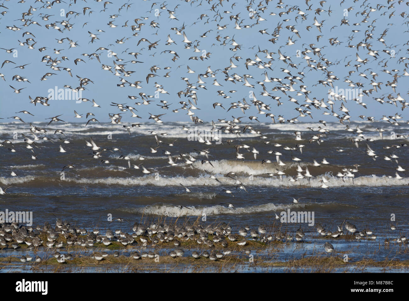 A flock of migrating sanderlings, Calidris alba,flying over sea ...