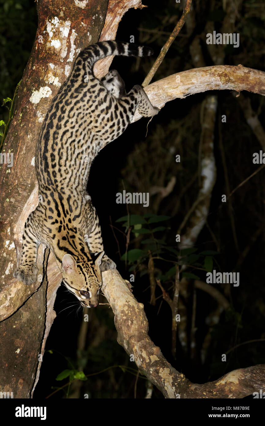 Ocelot (Leopardus pardalis) climbing down tree at night, Pantanal, Mato ...