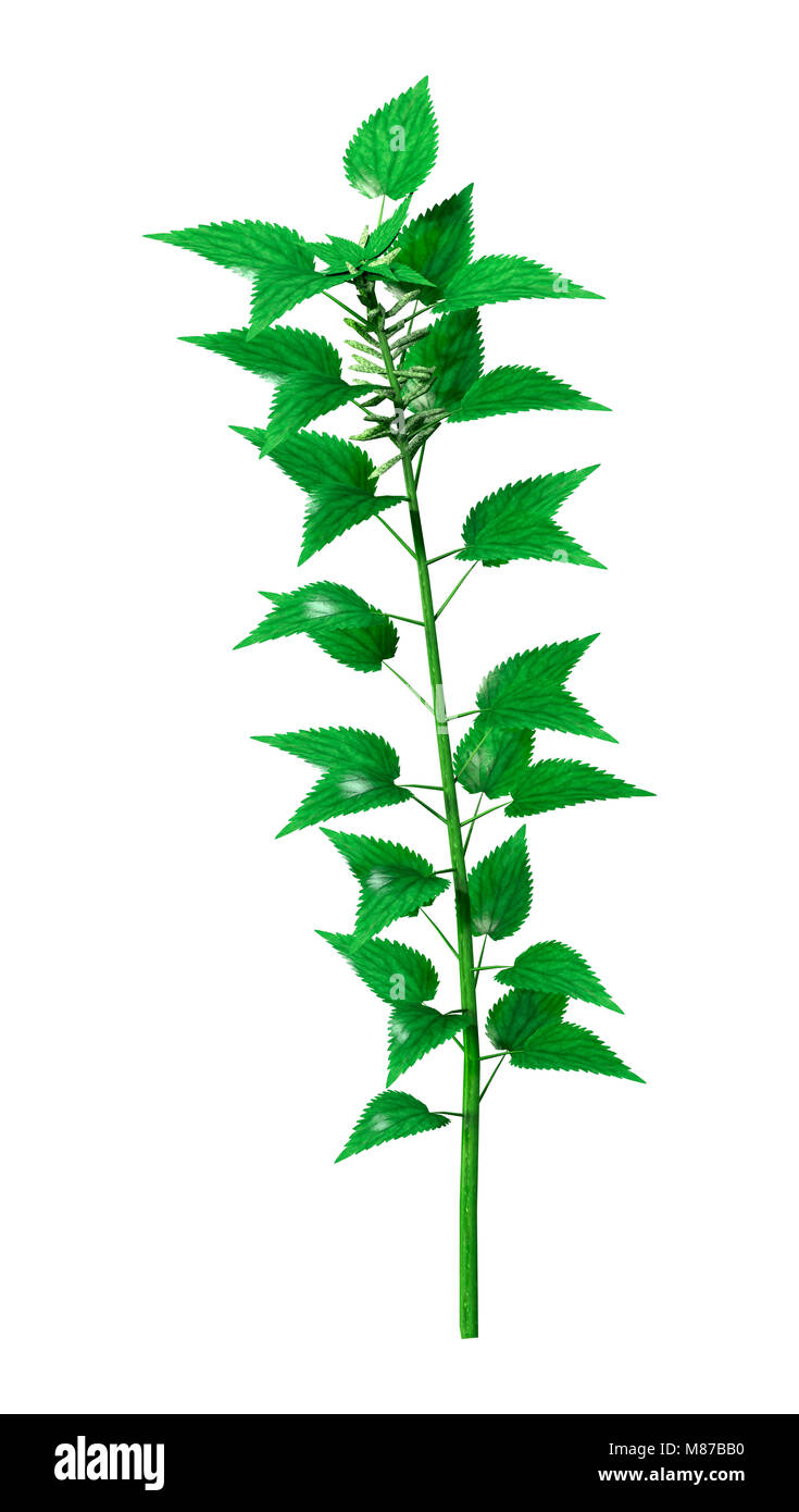 3D rendering of a single Urtica dioica, or common nettle, or stinging ...