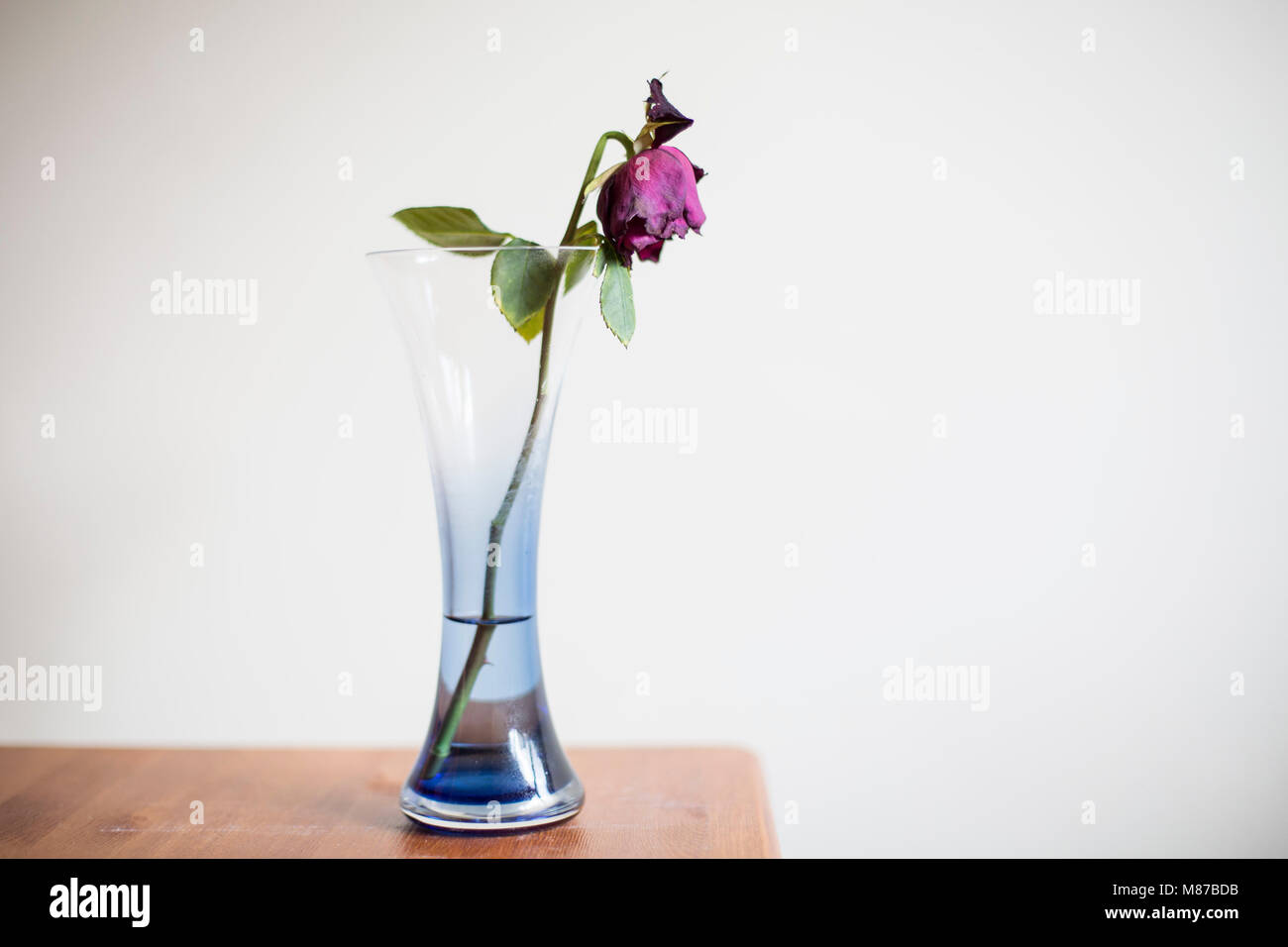 A wilted single rose in a vase Stock Photo - Alamy