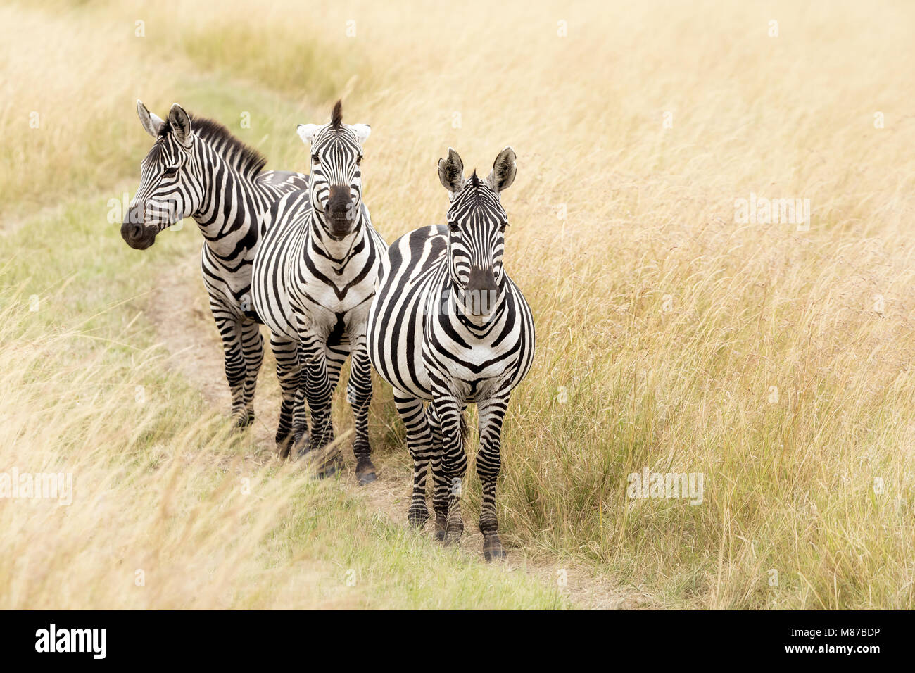A trio of Grevys zebra walking a track through the grasslands of the ...