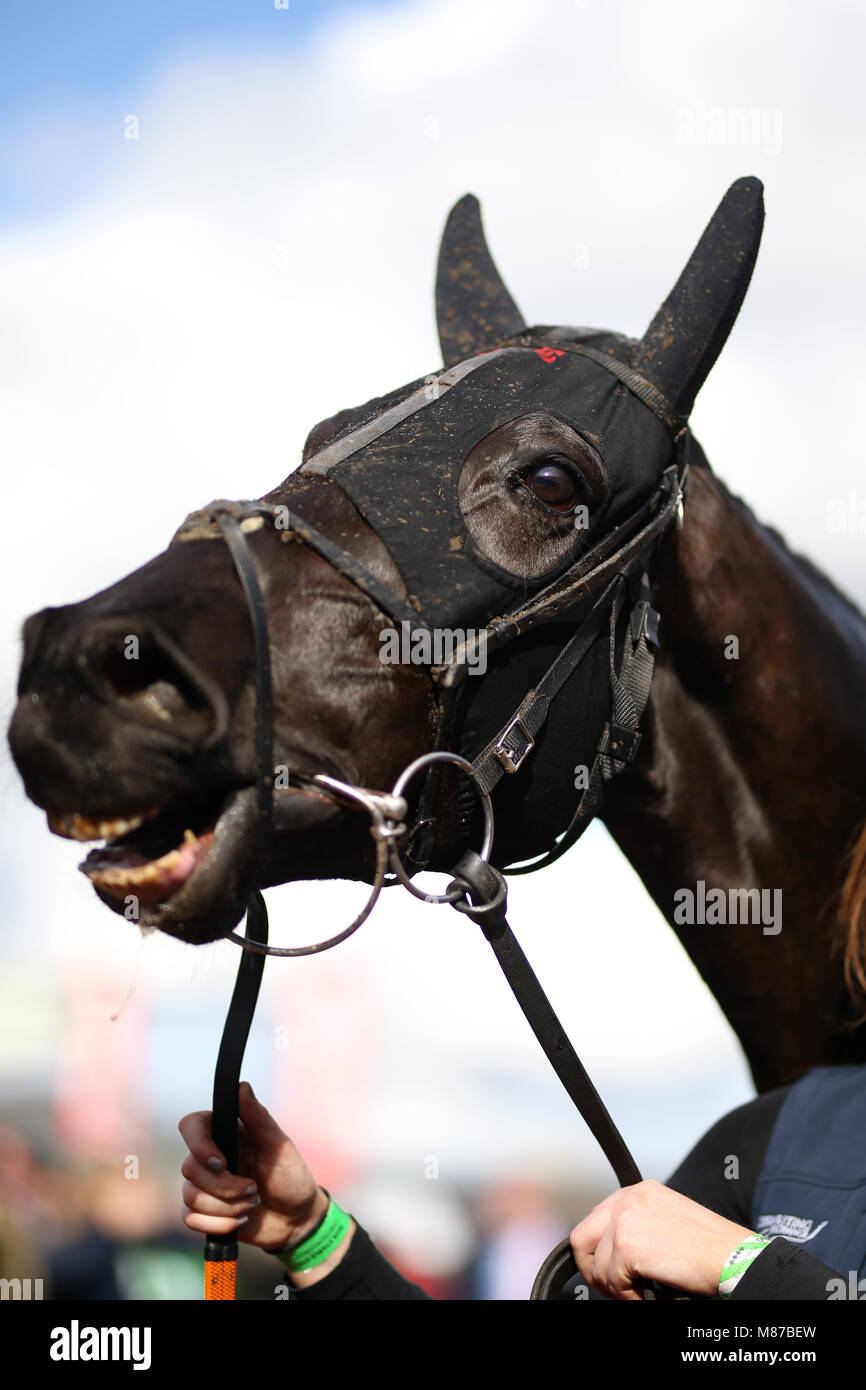 Horse Delta Work after winning the Pertemps Network Final during St ...