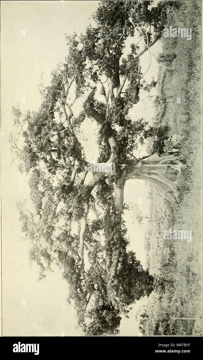 'Economic Plants of Porto Rico' (1903) is a detailed study of plants ...