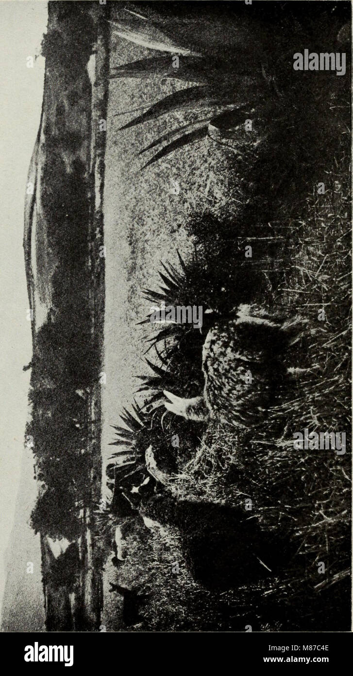 'Ecuador - Its Ancient and Modern History' (1914) explores the country ...