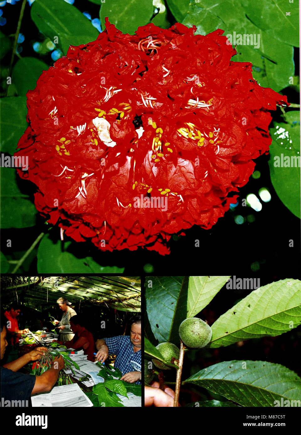 Ecuador - Territorio Cofan Dureno (2007) (21131586836 Stock Photo - Alamy