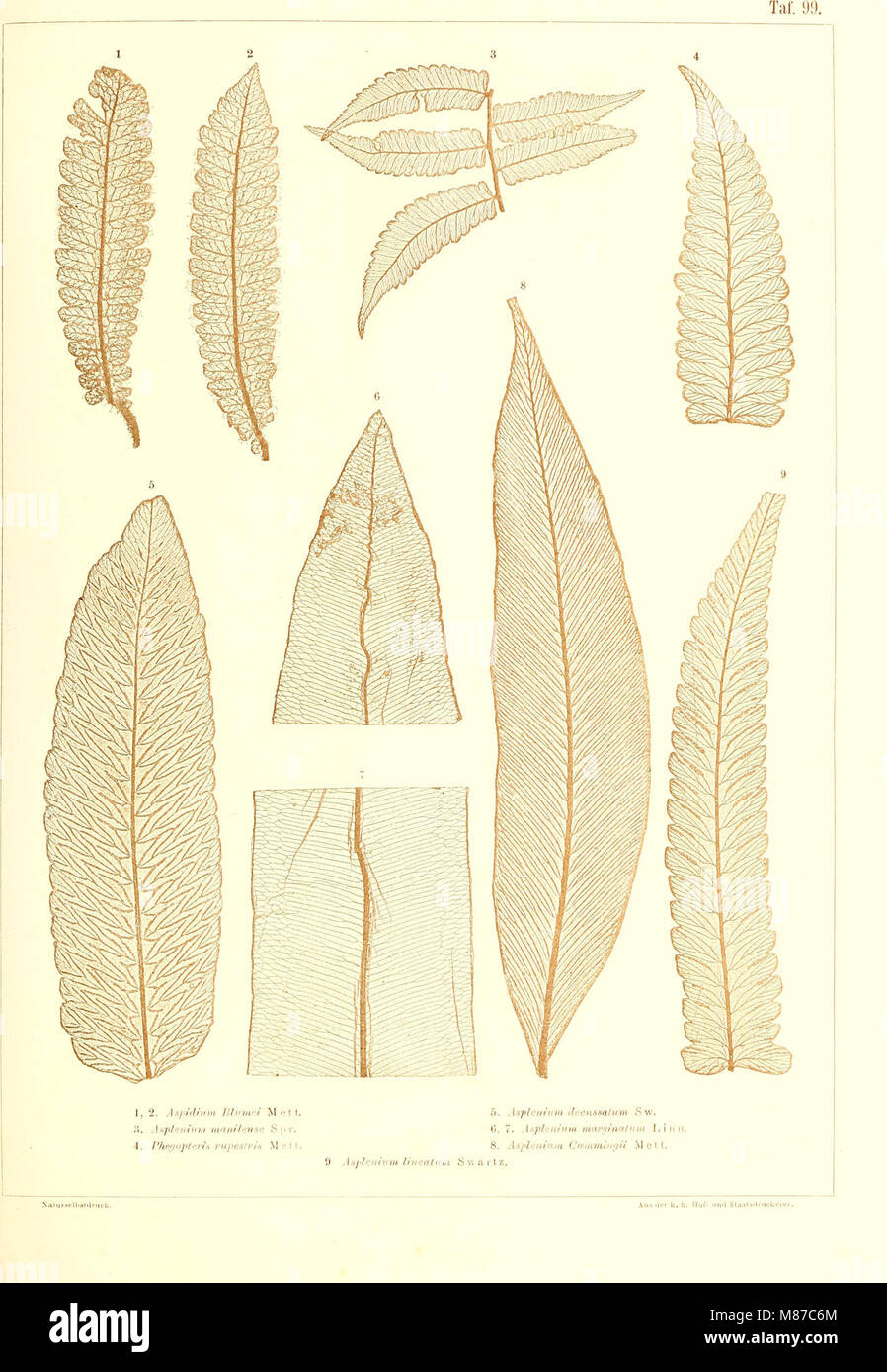 A German scientific work from 1865 examining the ferns and their ...