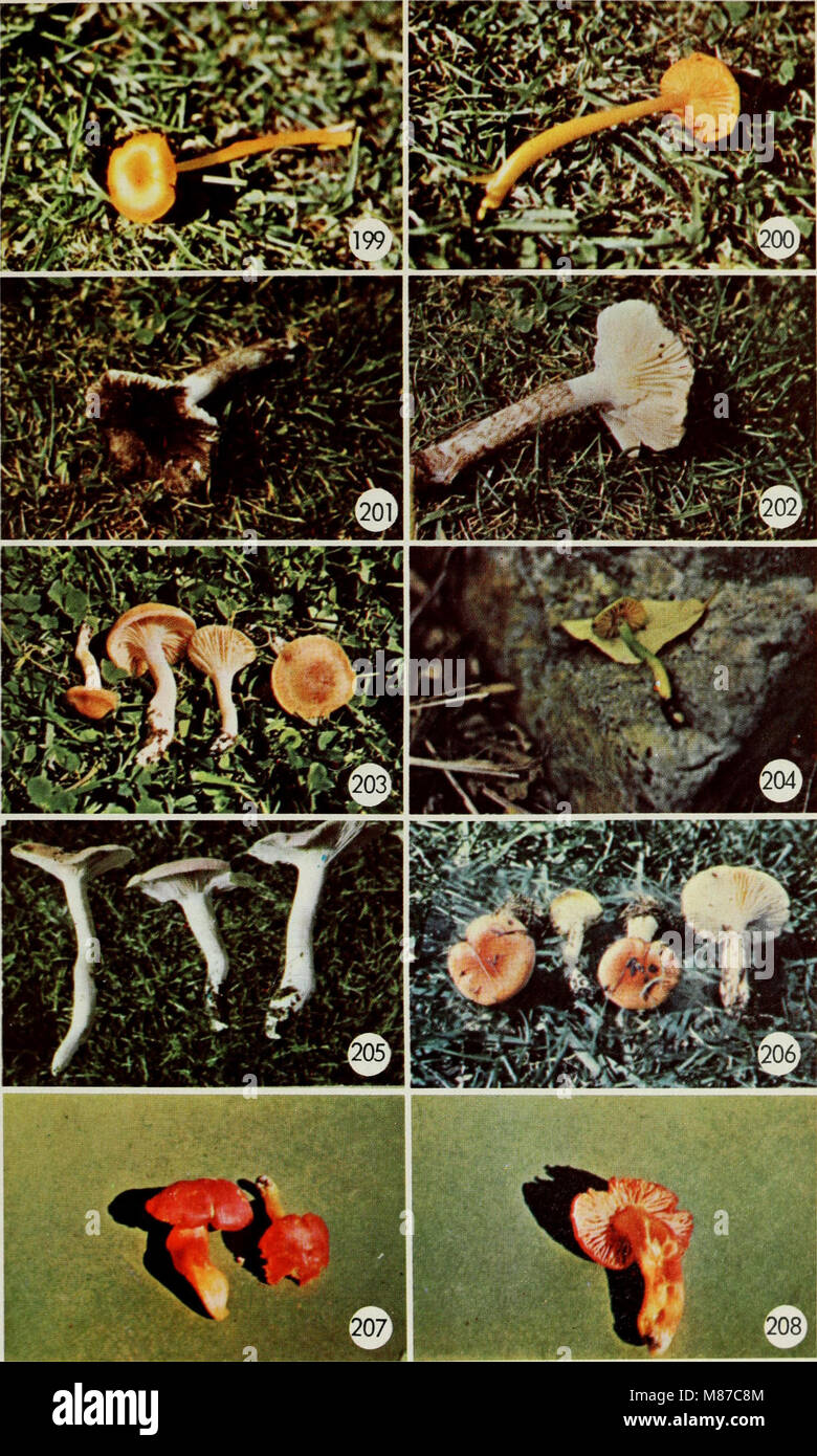 Wild edible mushrooms canada hi-res stock photography and images - Alamy