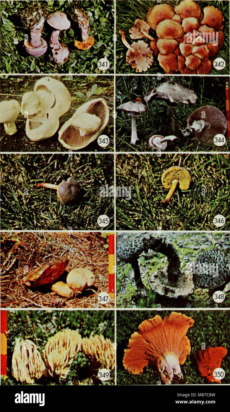 A 1979 guide to the identification and classification of edible and ...
