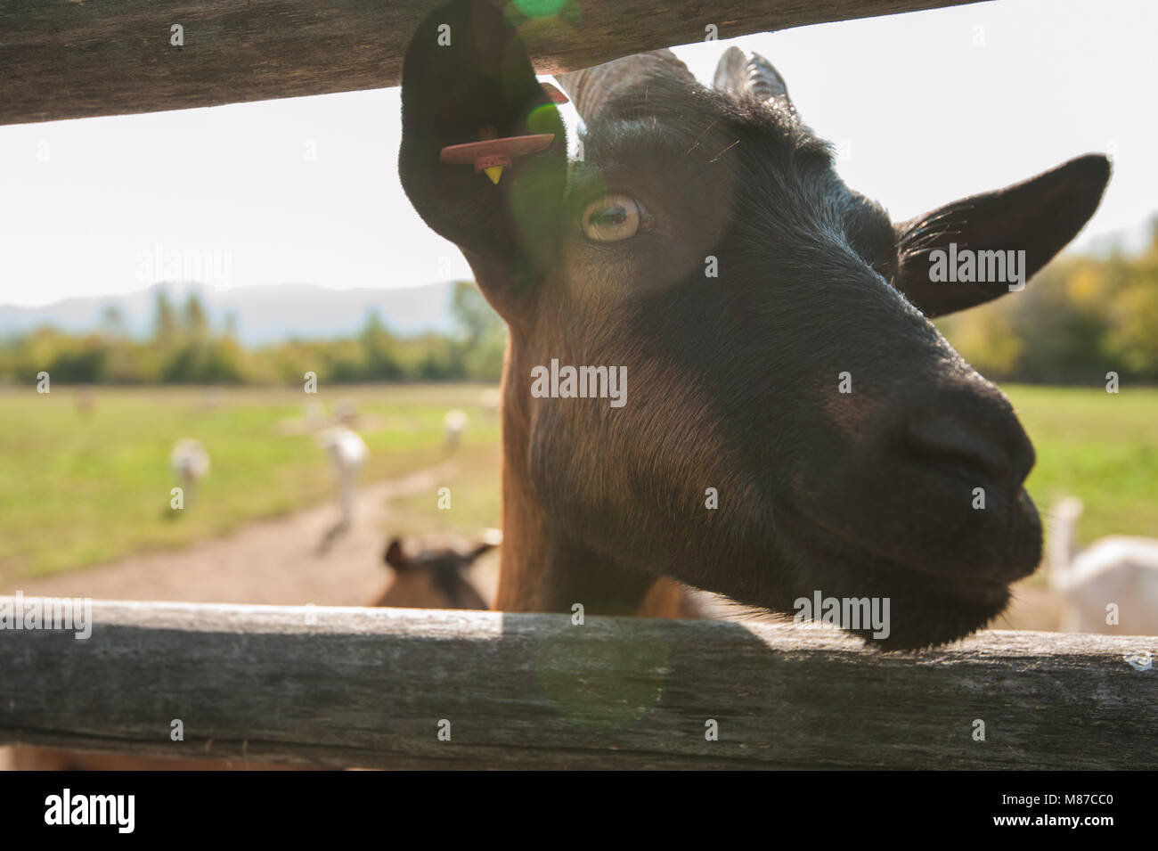 goat portrait closeup Stock Photo - Alamy