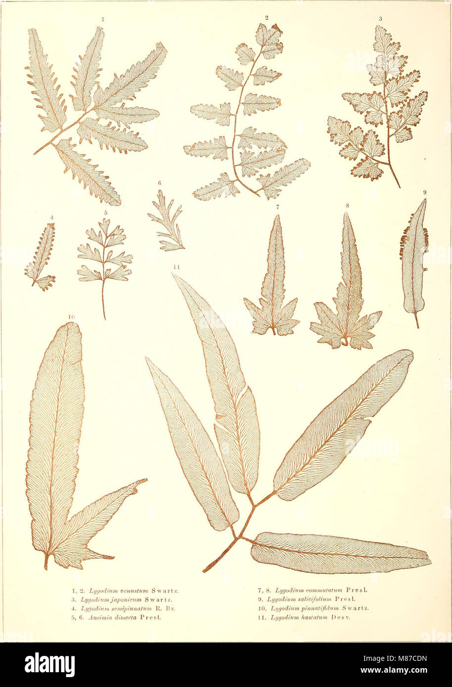 This 1865 German work focuses on ferns and their fossils, examining ...