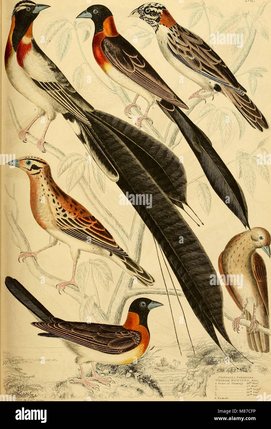 The 1835 edition of the Edinburgh Journal of Natural History and the ...