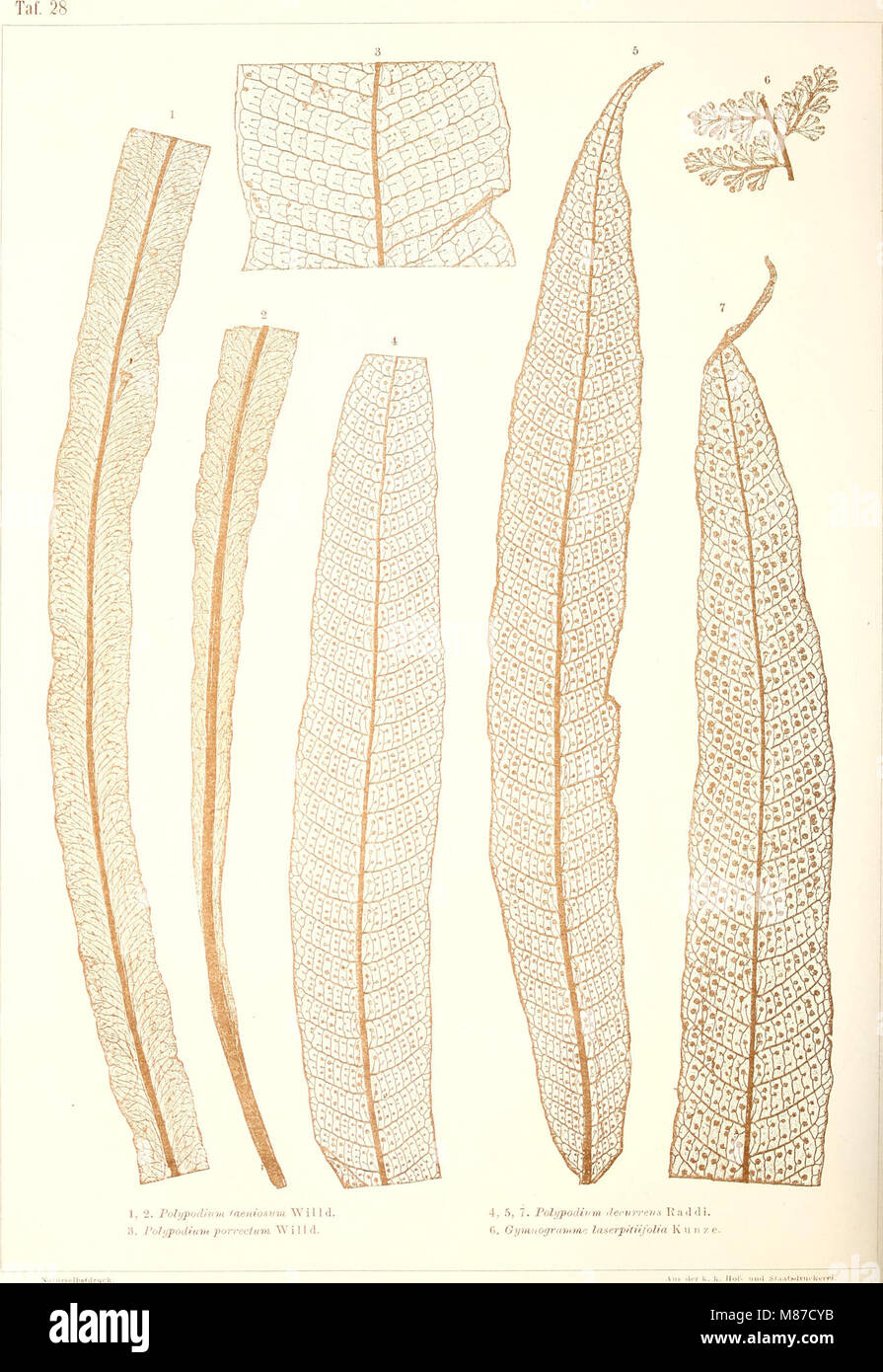 This German work, published in 1865, focuses on ferns of the modern ...