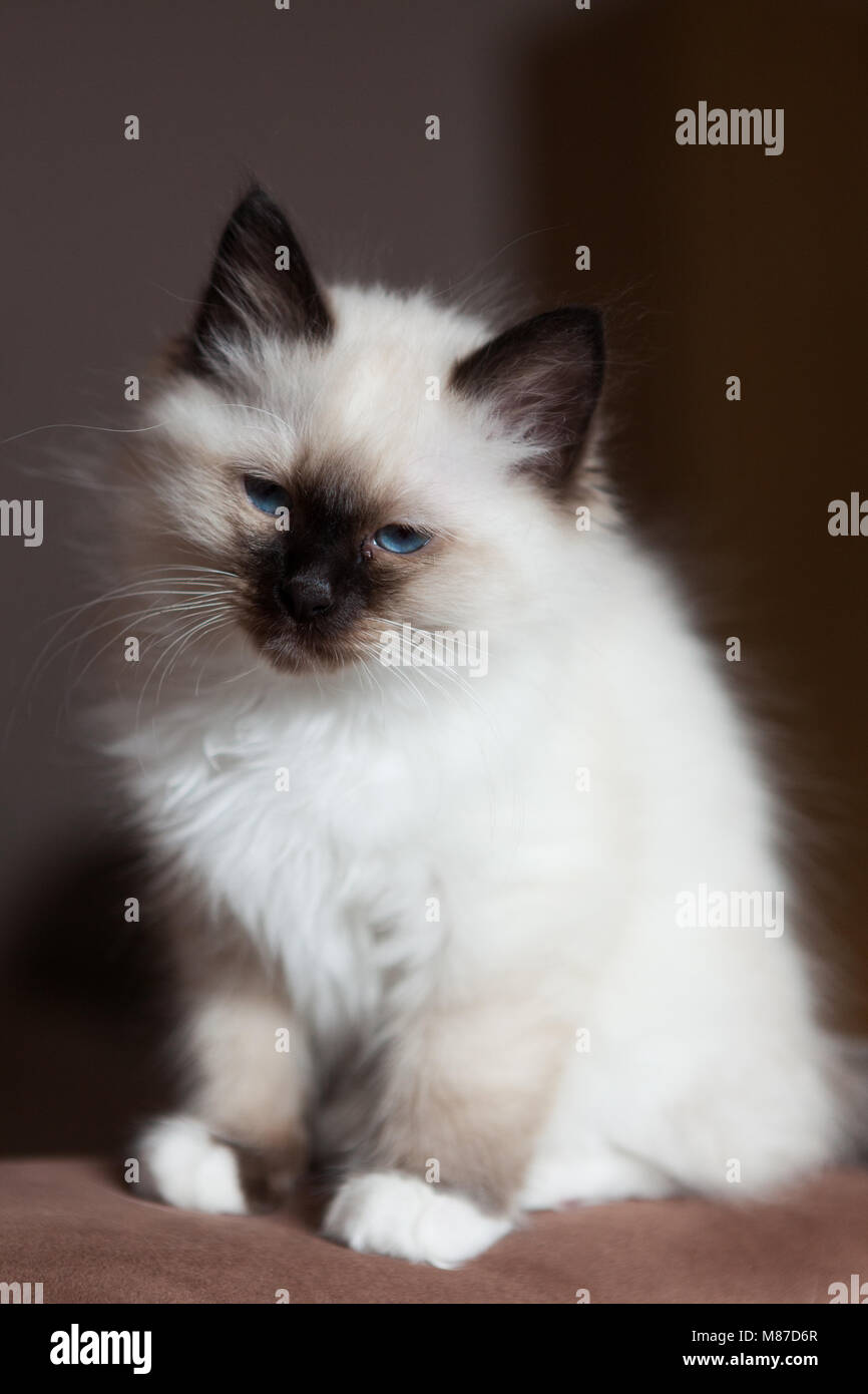 Young adorable white Sacred Birman kitten Stock Photo - Alamy