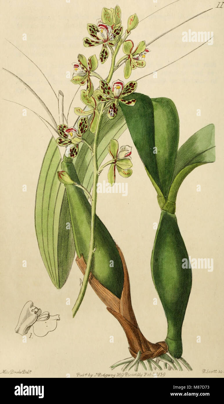 Edwards' Botanical Register (1829-1847) is a comprehensive botanical ...