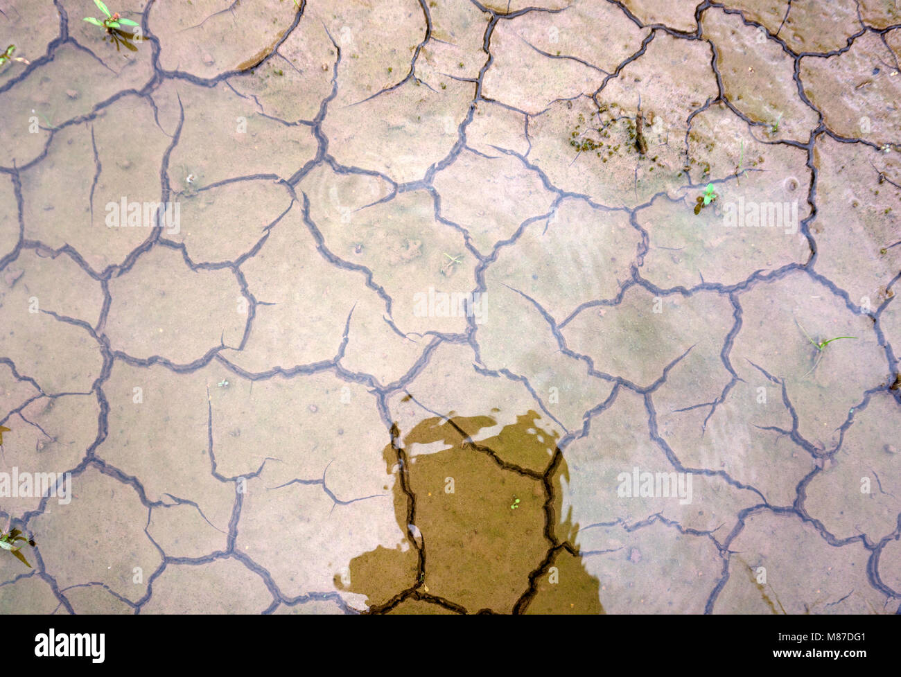 The mossy carck ground sink into the river water Stock Photo - Alamy