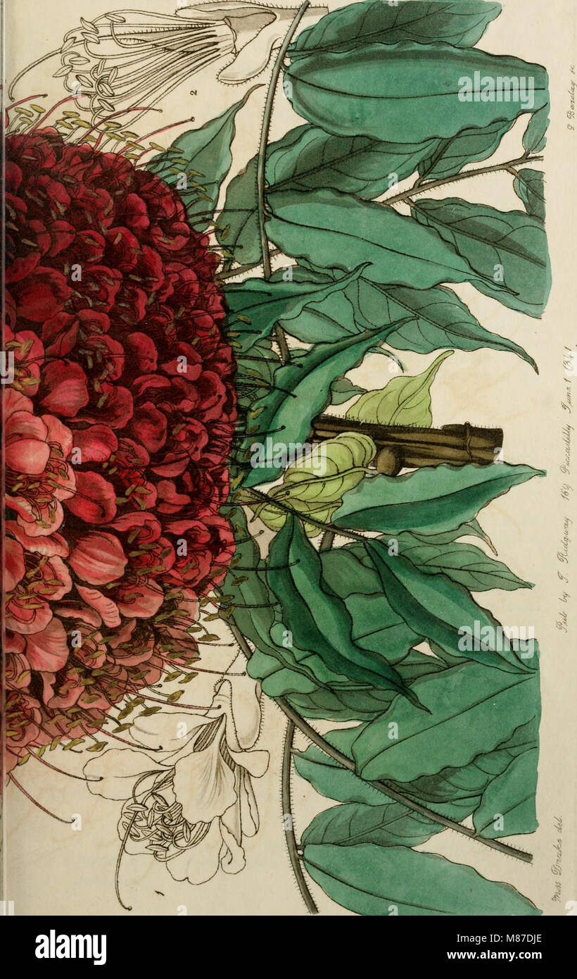 Edwards' botanical register, or, Ornamental flower-garden and shrubbery ...