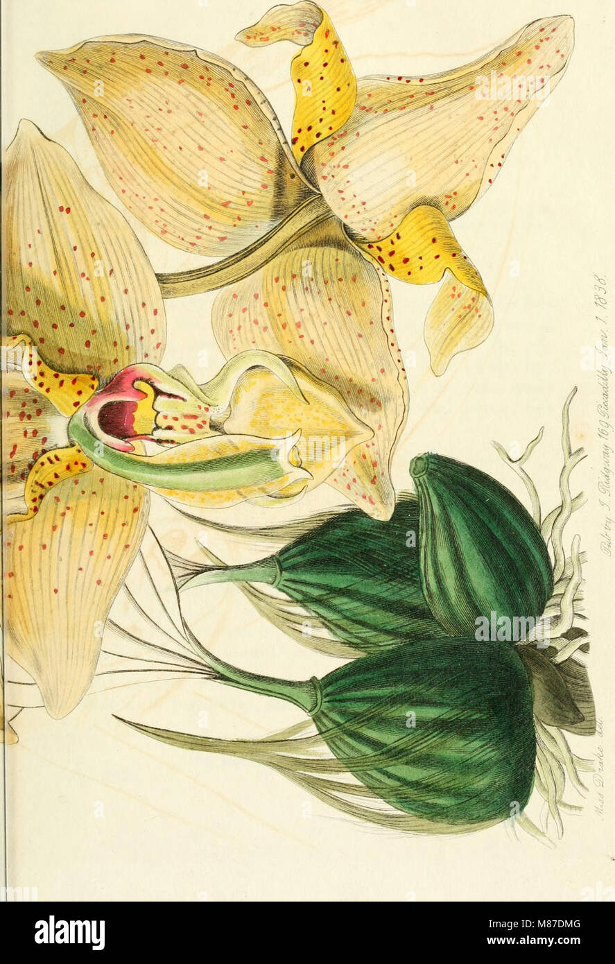 Edwards' Botanical Register (1829-1847) features detailed illustrations ...