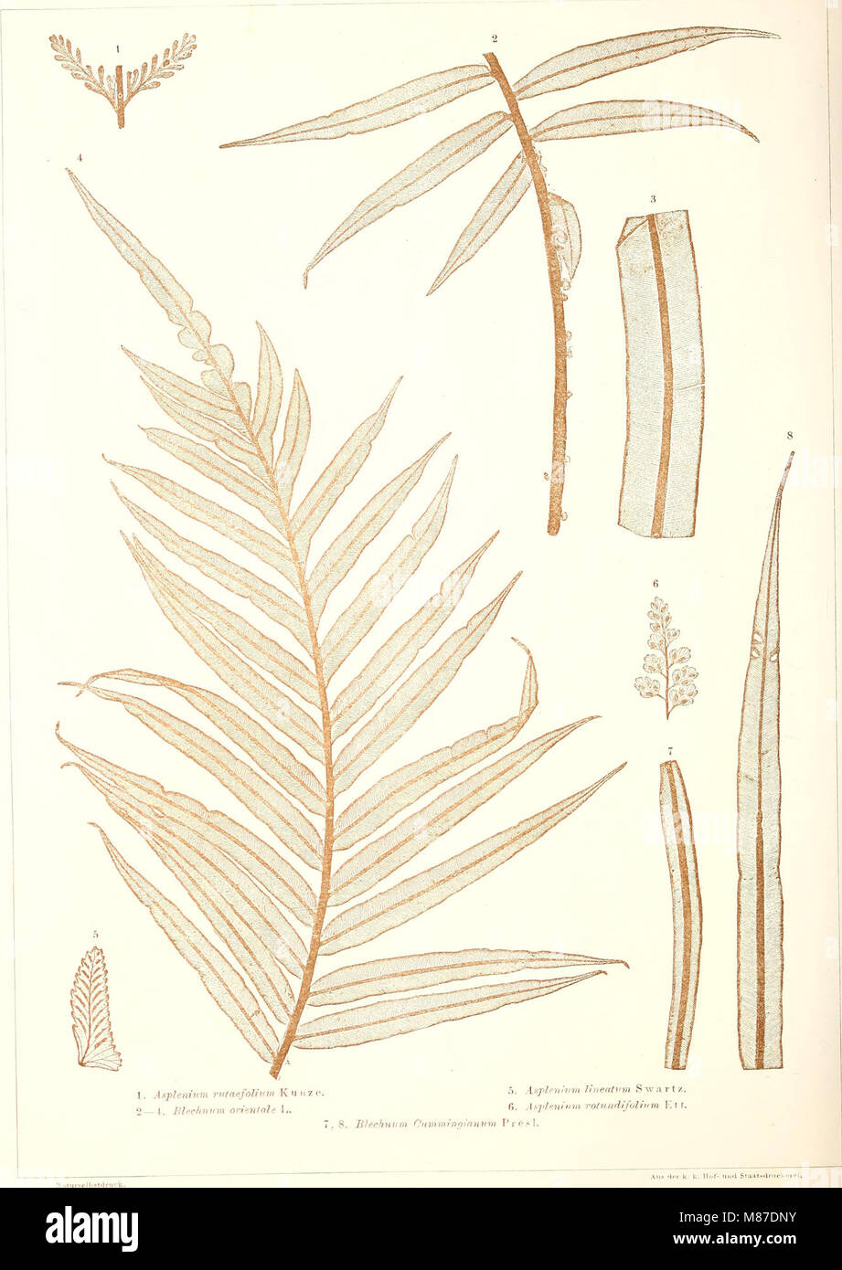 This 1865 work on ferns discusses the study and identification of ...