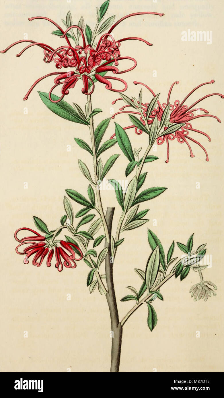 Botanical catalog layout hi-res stock photography and images - Alamy