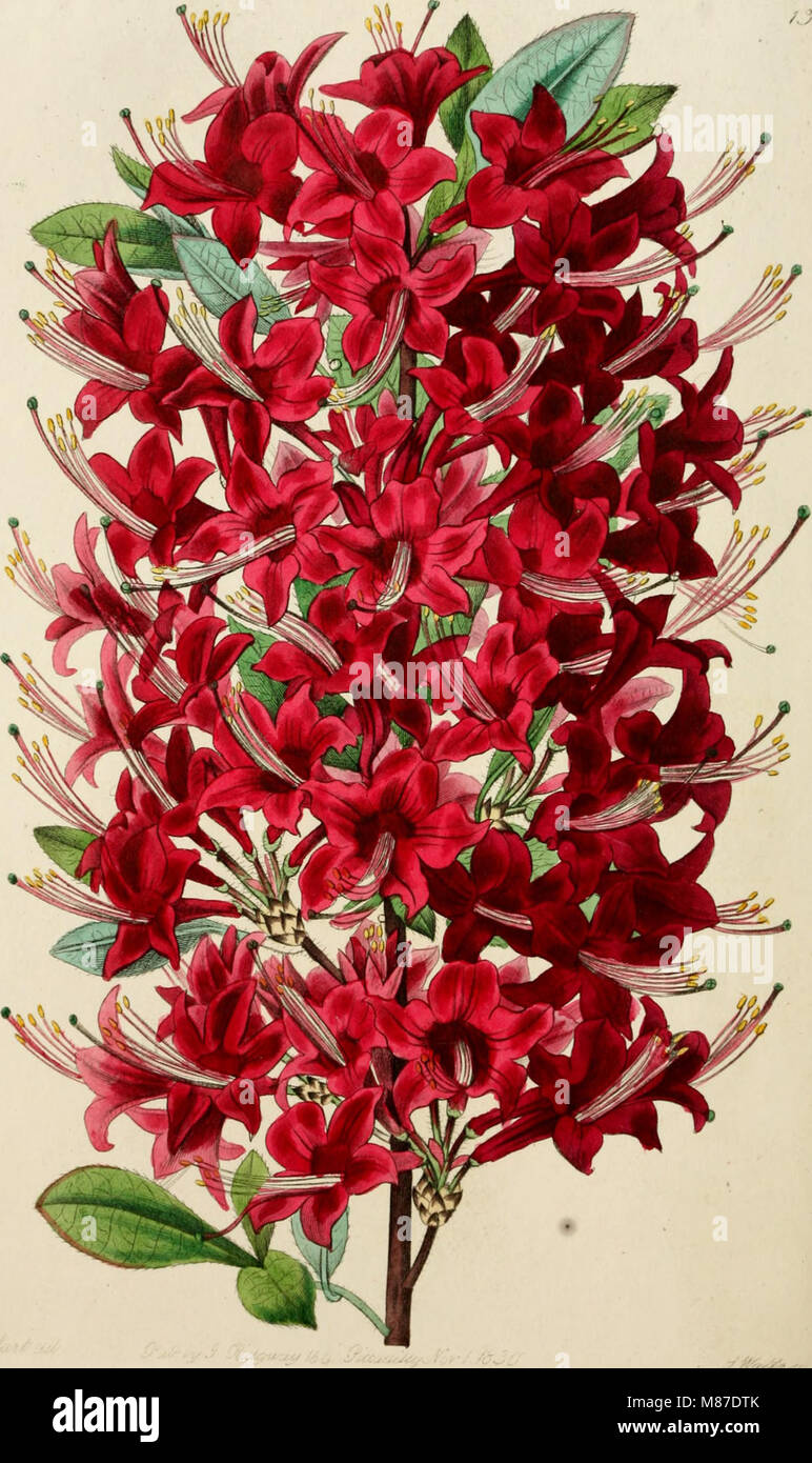 Edwards' Botanical Register, published between 1829 and 1847, showcases ...
