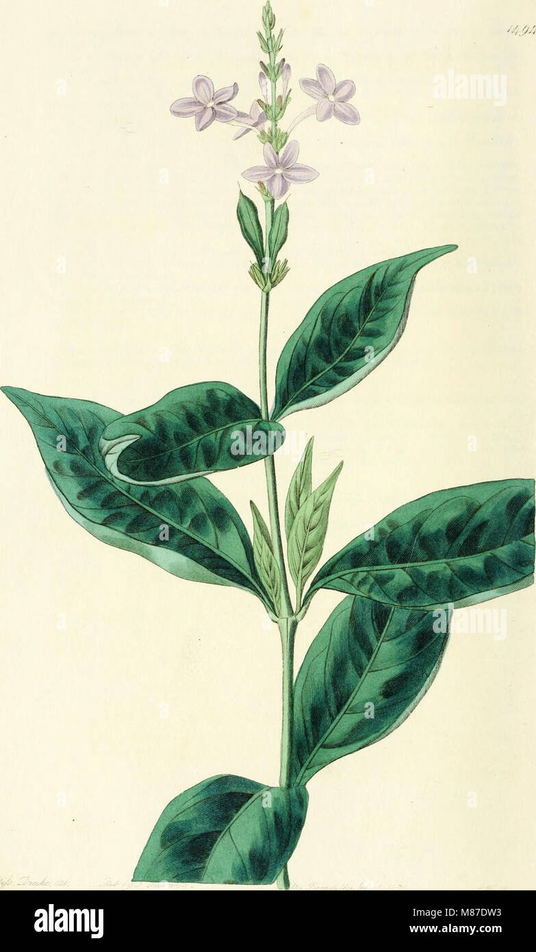 This publication, Edwards' Botanical Register (1829-1847), is a ...