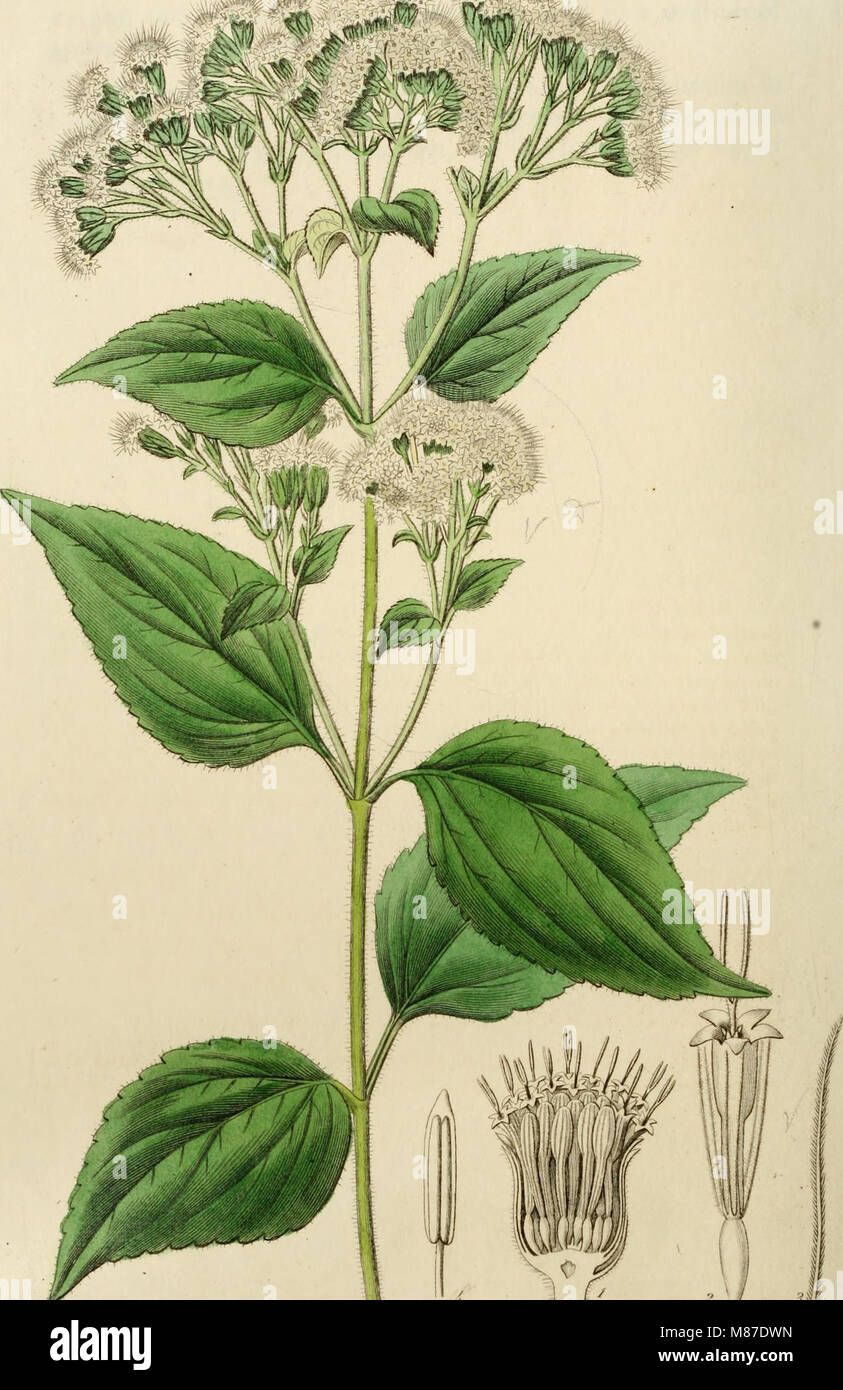 A botanical register from 1829 to 1847, focusing on ornamental plants ...