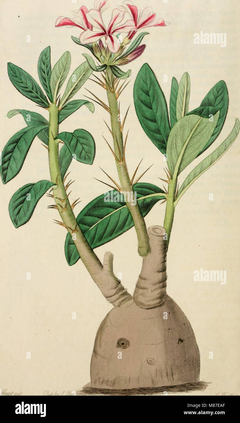 'Edwards' Botanical Register' (1829-1847) is a botanical catalog that ...