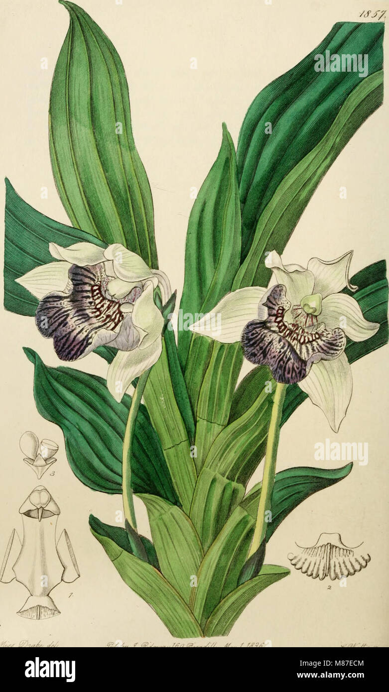 Edwards' Botanical Register (1829-1847) catalogs ornamental flowers and ...