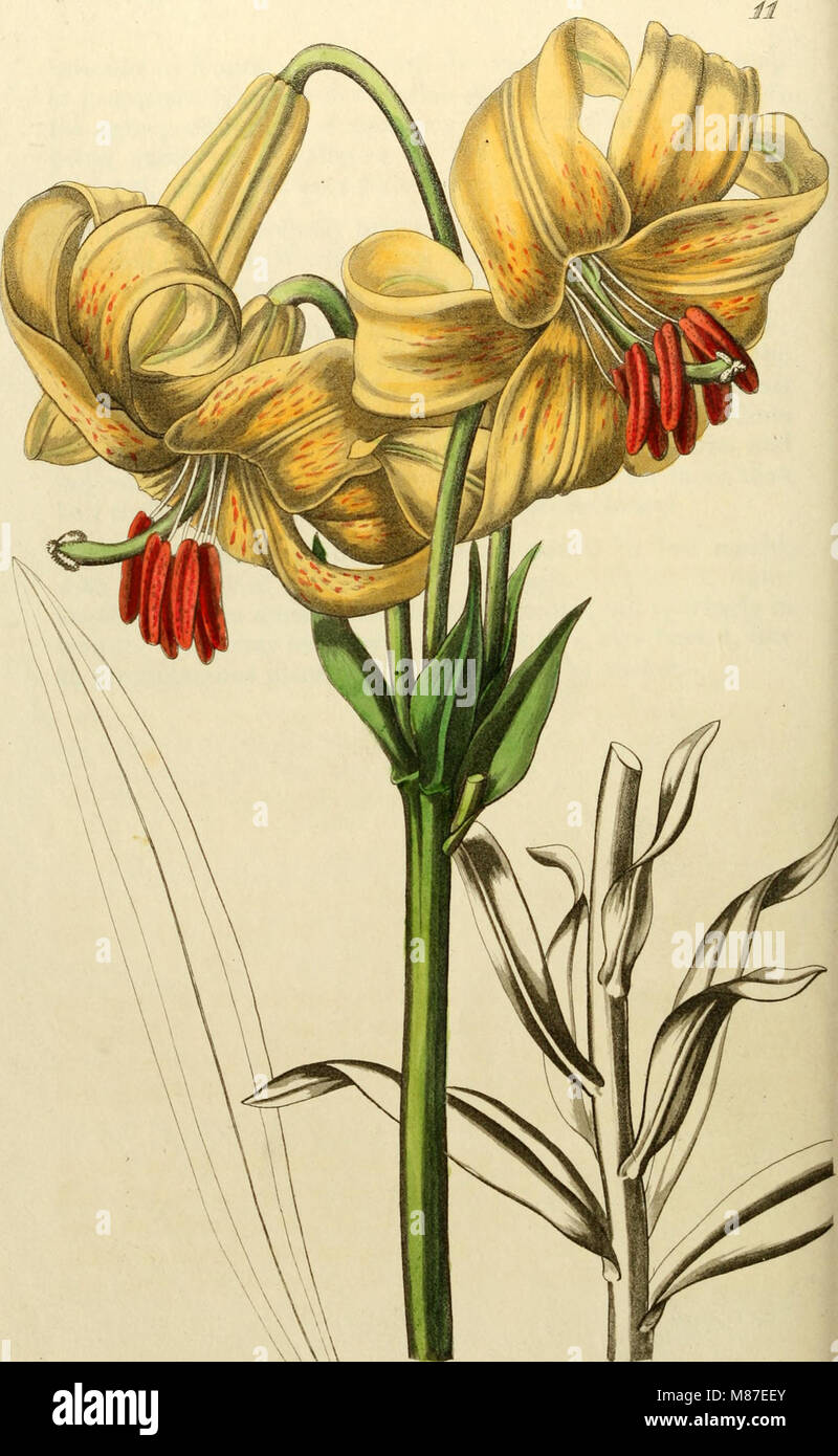 'Edwards' Botanical Register' (1829-1847) is a detailed record of ...