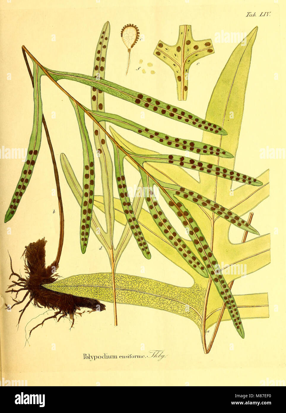 This 1840 German work features detailed, colored illustrations of ferns ...