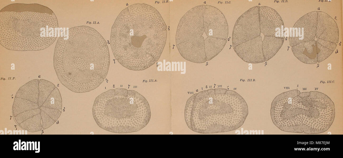 This study focuses on the early developmental stages of the species ...