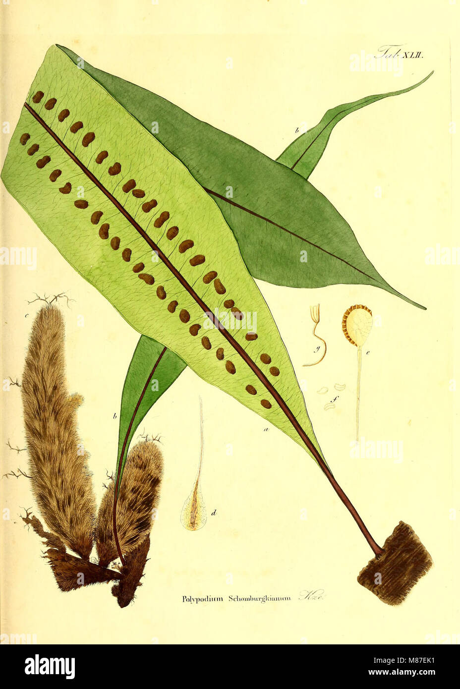 *Die FarnkrÃ¤uter in kolorierten Abbildungen naturgetreu ErlÃ¤utert und ...