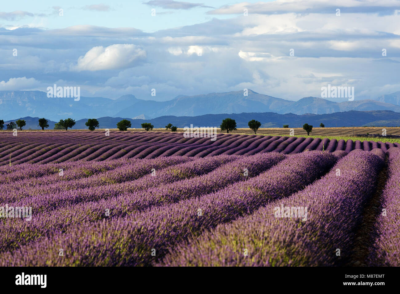 French landscape with lavender Fields near Valensole, Provence-Alpes ...
